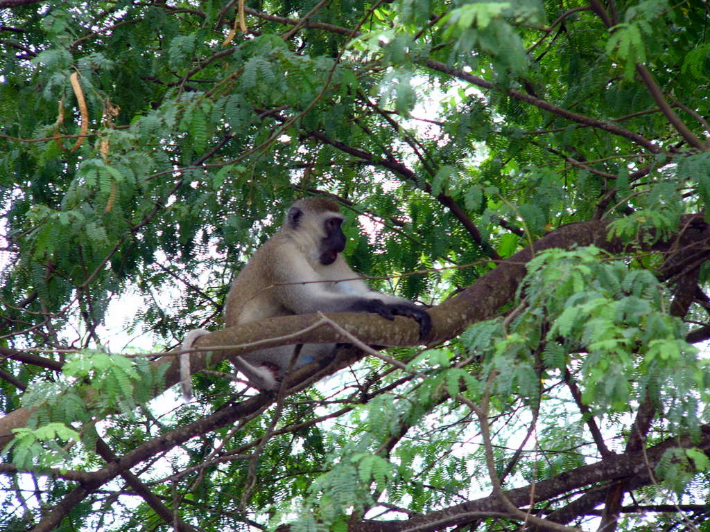 My Brother the Traveler