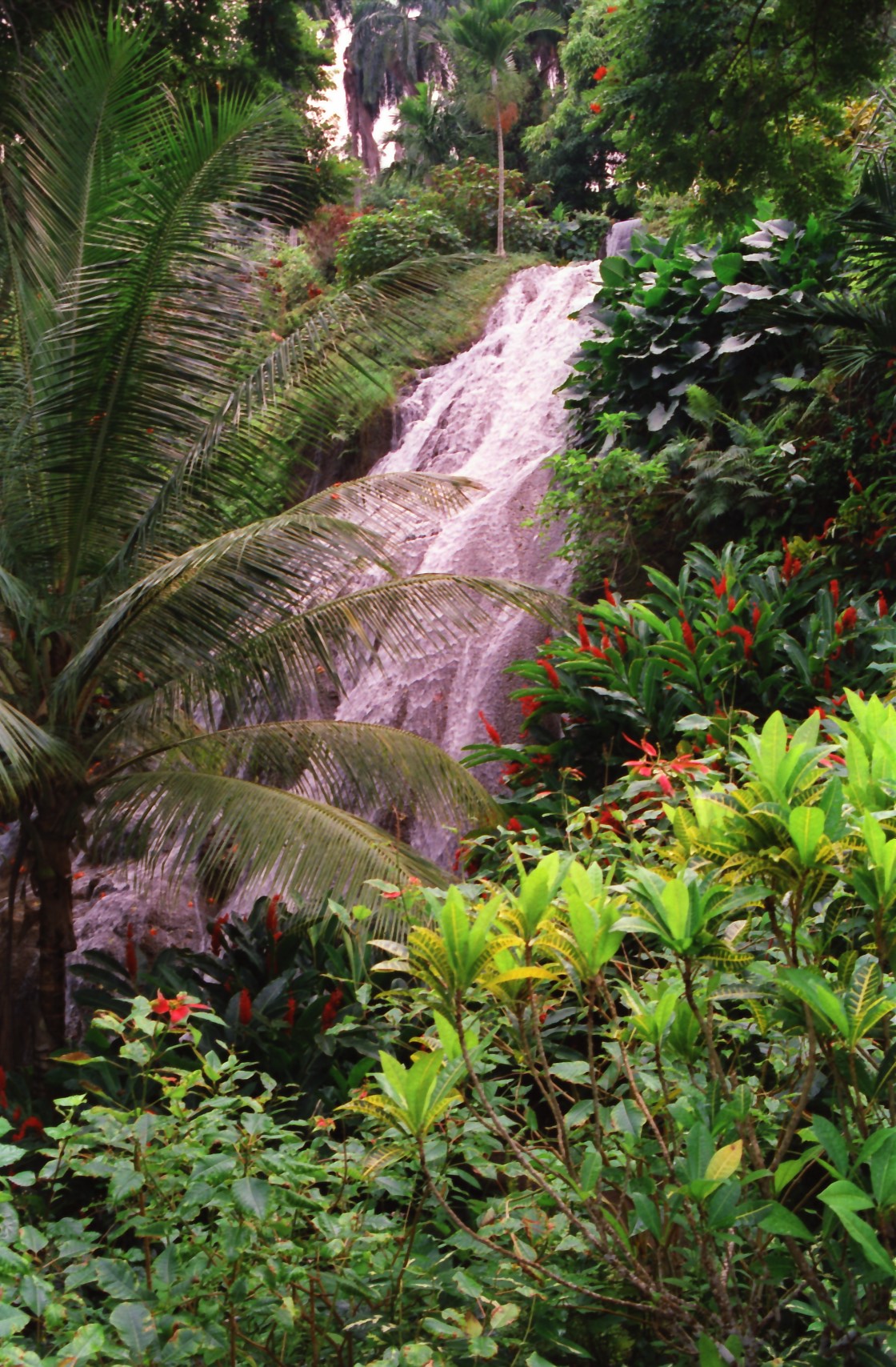Ocho Rios Jamaica Botanical Gardens | Fasci Garden