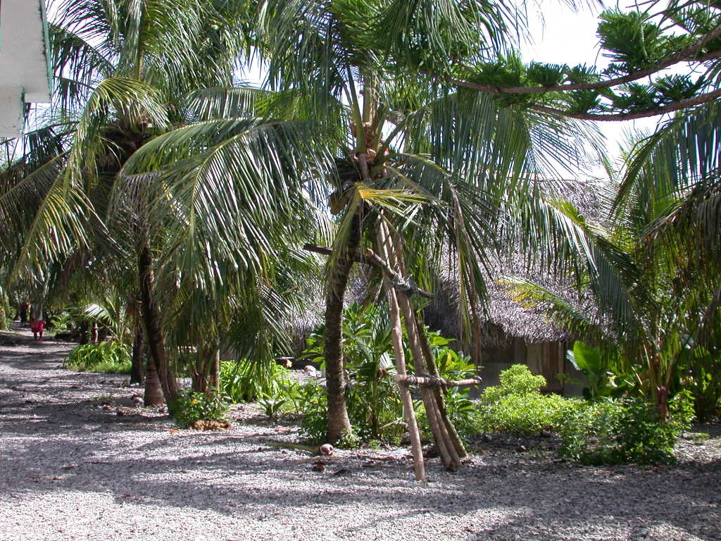 My Brother the Traveler