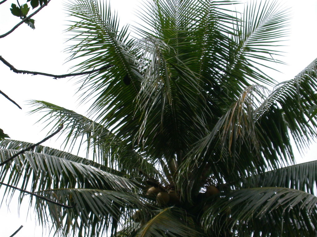 My Brother the Traveler